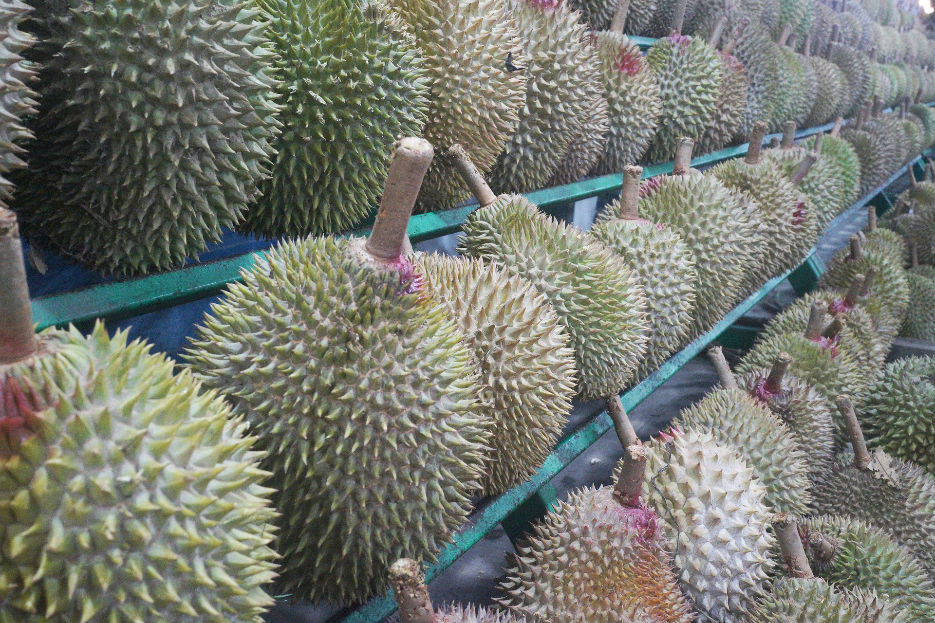 DURIAN - 新鲜榴莲